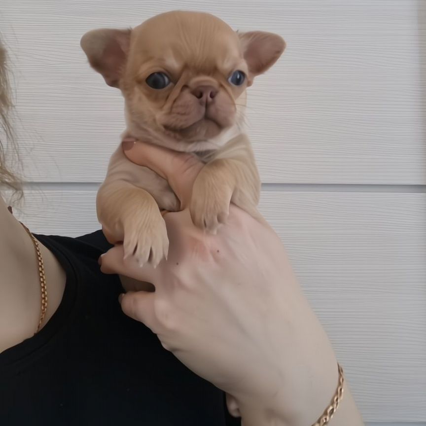 Чихуахуа, щенок