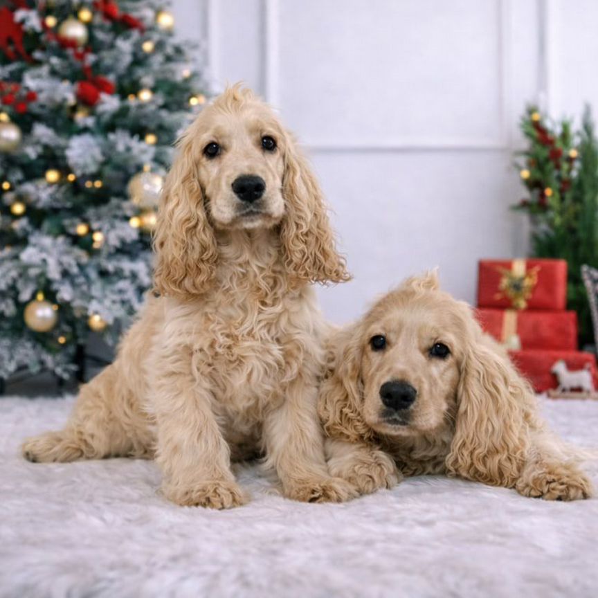 Английский кокер-спаниель, щенок