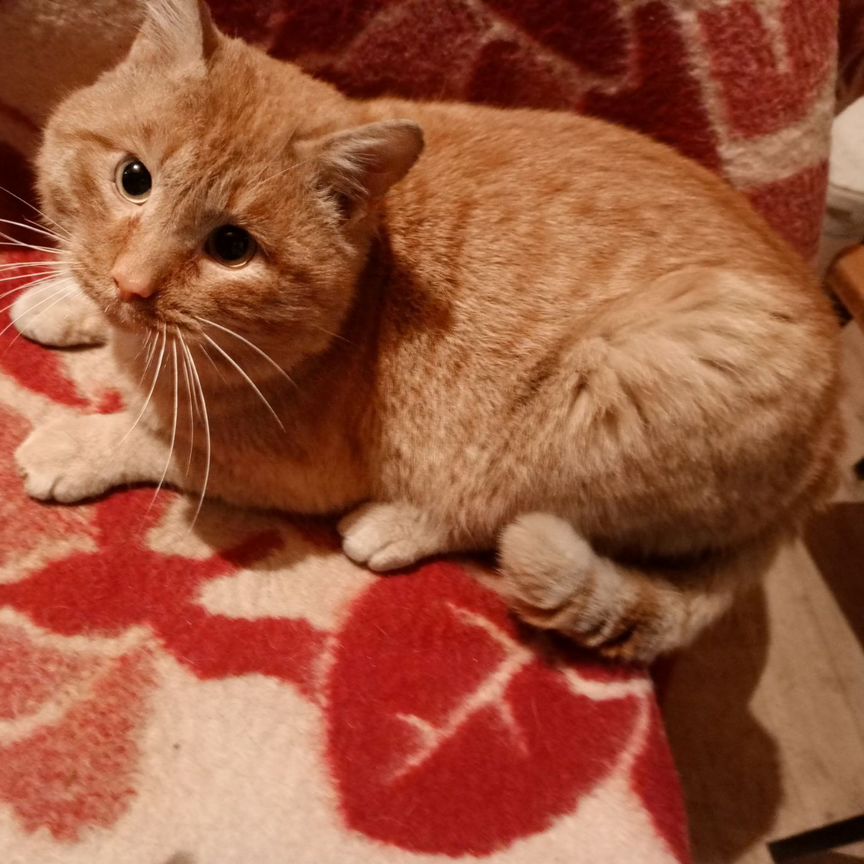 Взрослый кот в добрые руки