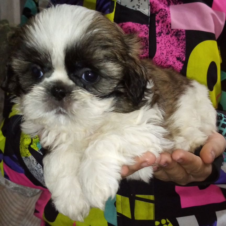 Милый подарочек