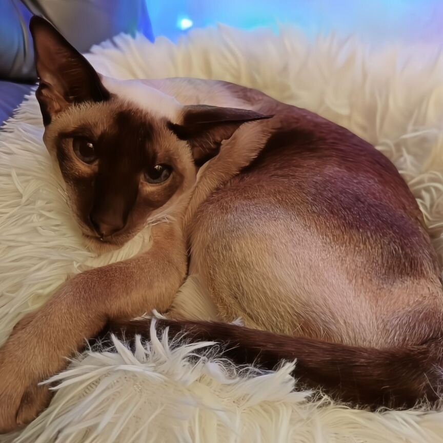 Ориентальная, взрослая кошка