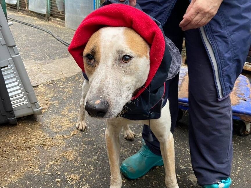 Кевин мерзнет в приюте