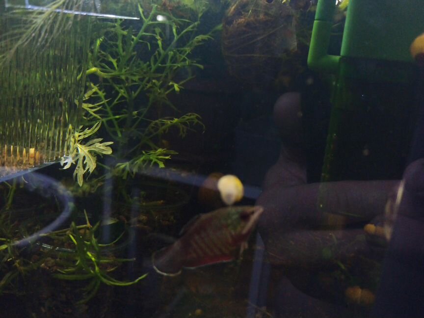 Аквариумные рыбки