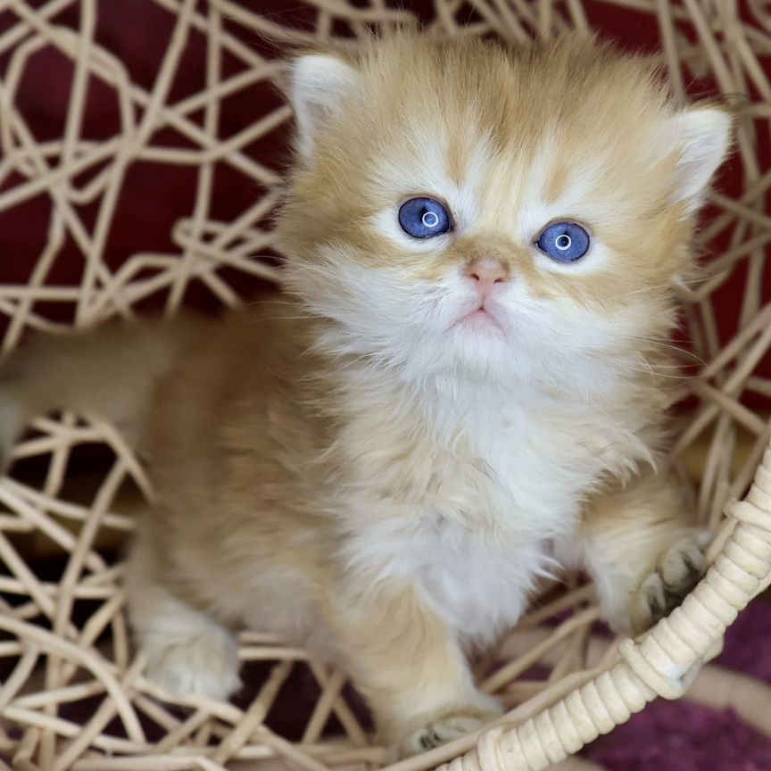 Шотландский прямоухий длинношёрстный котёнок