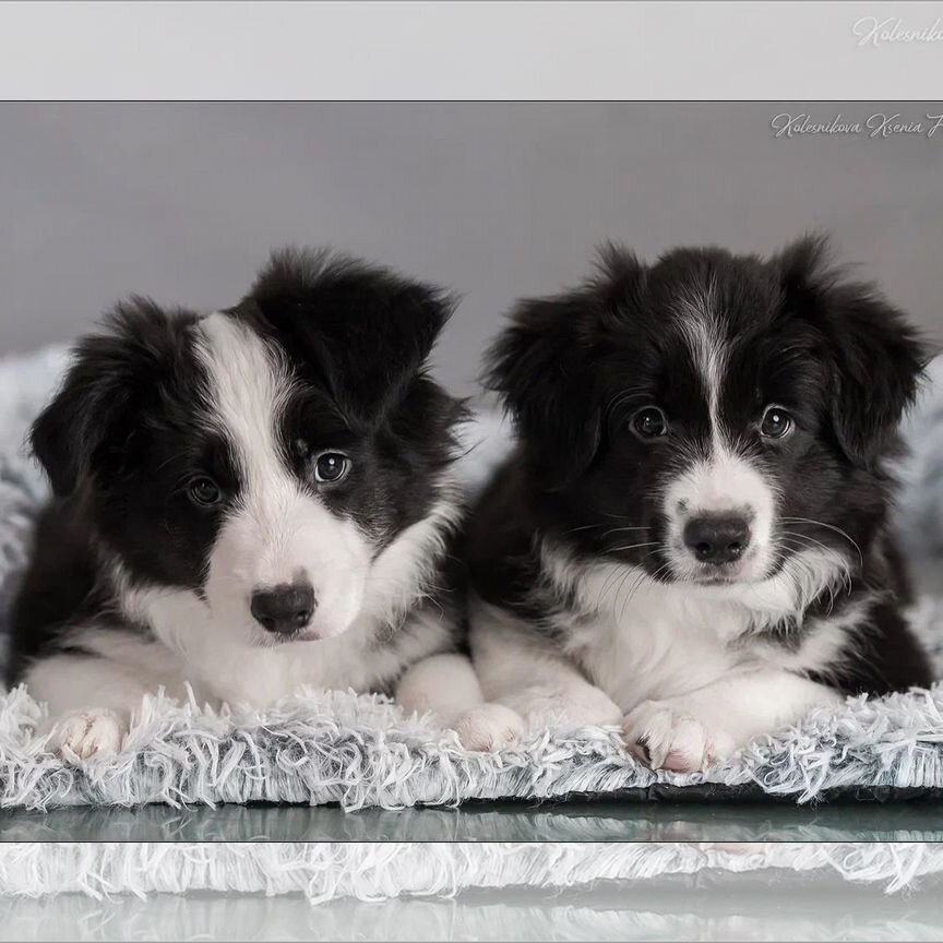 Щенки бордер колли