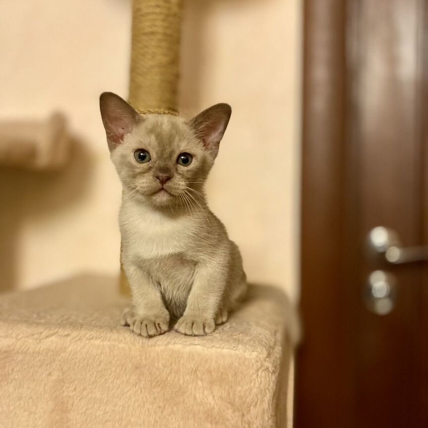 Бурманский котик