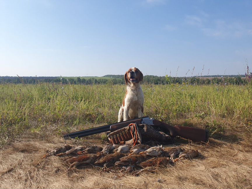 Щенки бретонский эпаньоль