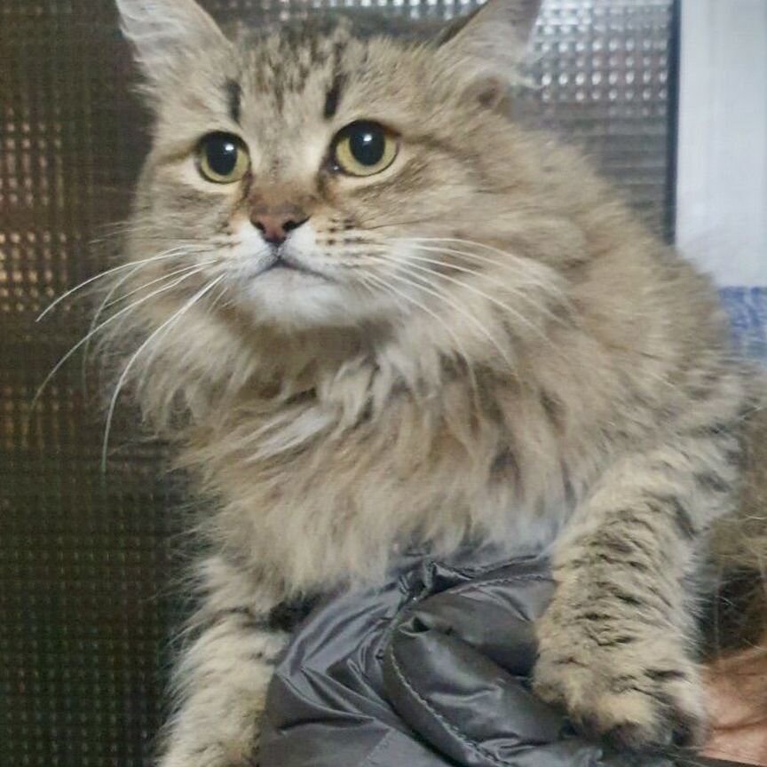 Красавица Алиса нуждается в доме