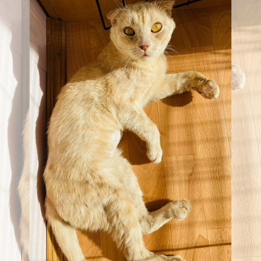 Взрослый кот в добрые руки