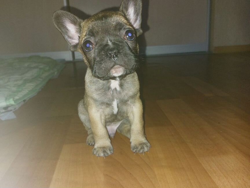 Французский бульдог щенки
