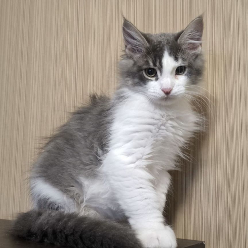 Котята Мейн кун