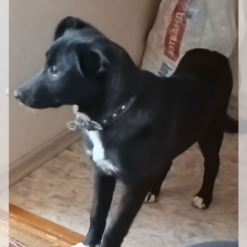 Щенок в добрые руки