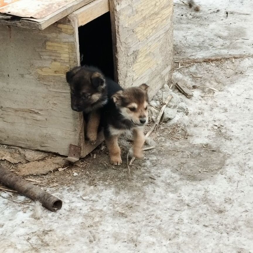 Собака в добрые руки отдам бесплатно