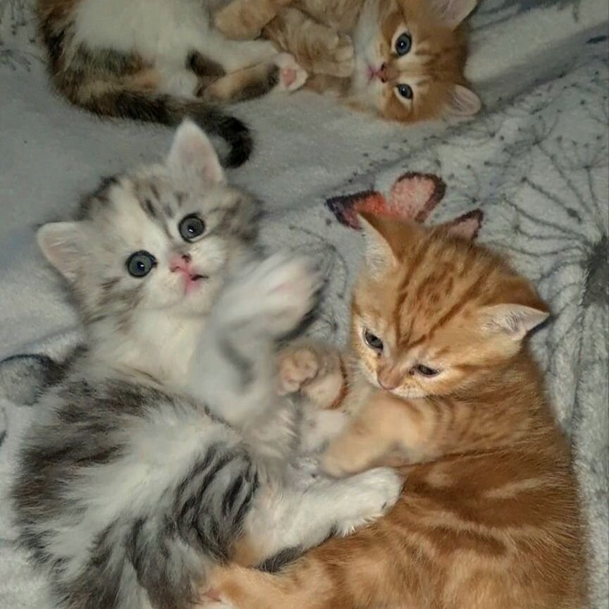 Шотландские котята