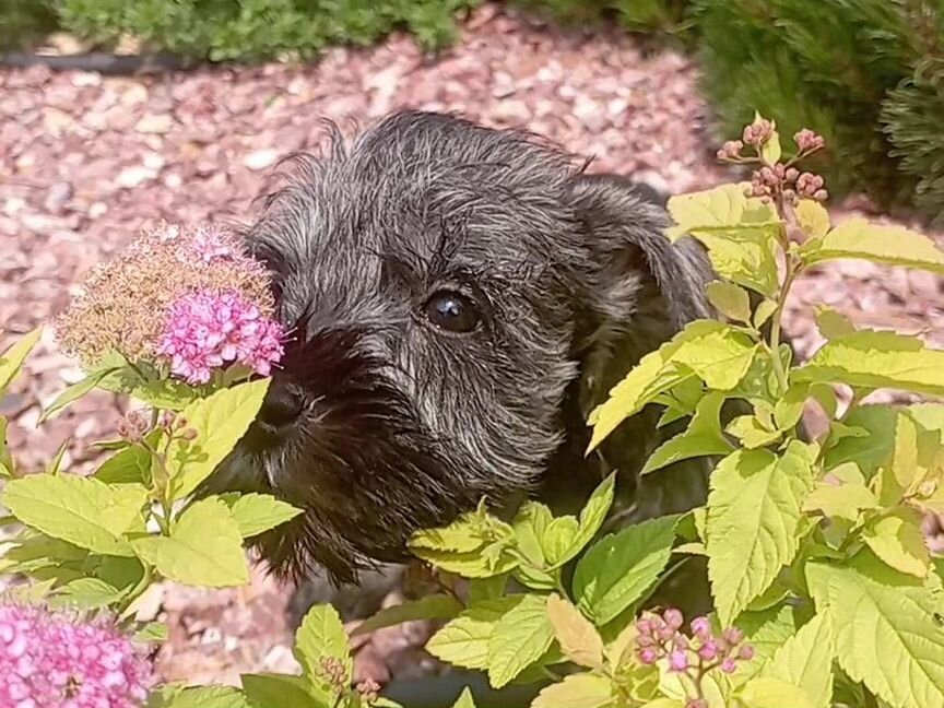 Миниатюрный шнауцер(цверг) перец с солью