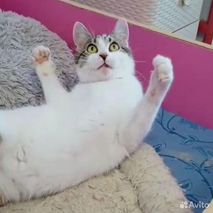 Котёнок. Кот Бесхвостик. 10 мес