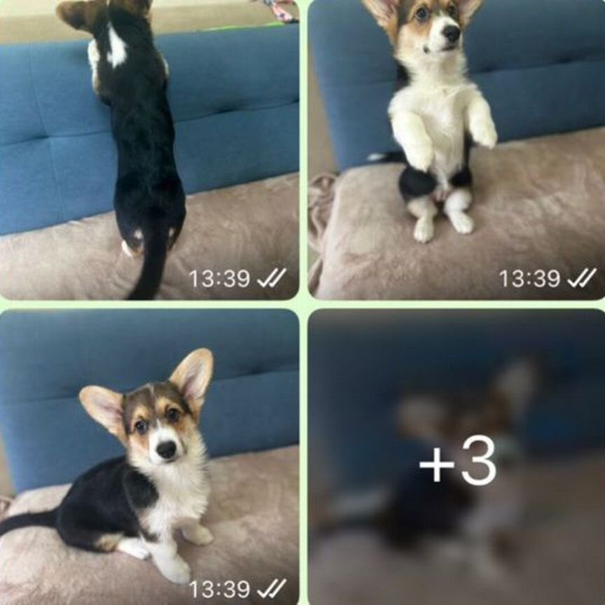 Корги натуральный бобтейл