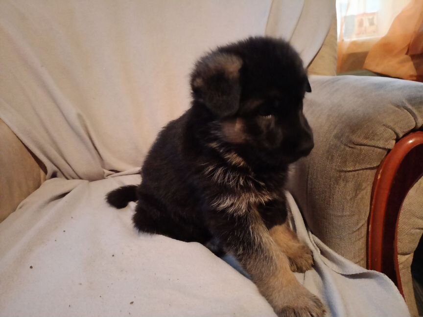 Немецкая овчарка