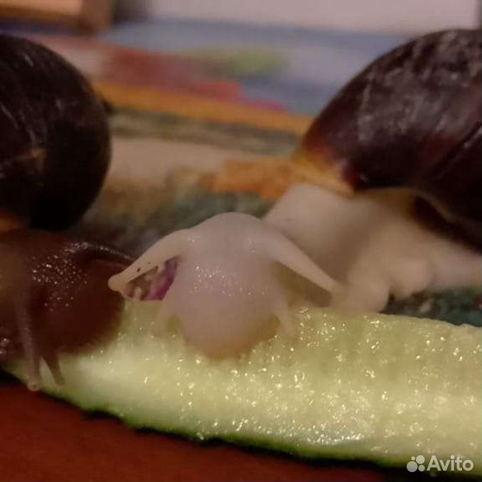 Улитки ахатины