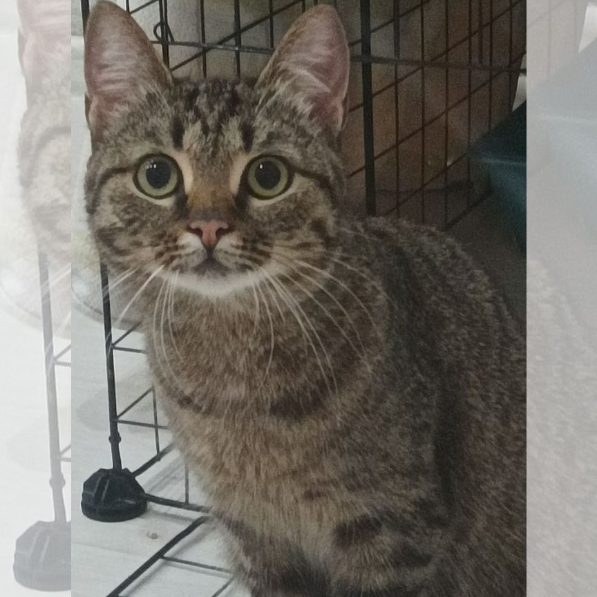 Взрослая, кошка в добрые руки