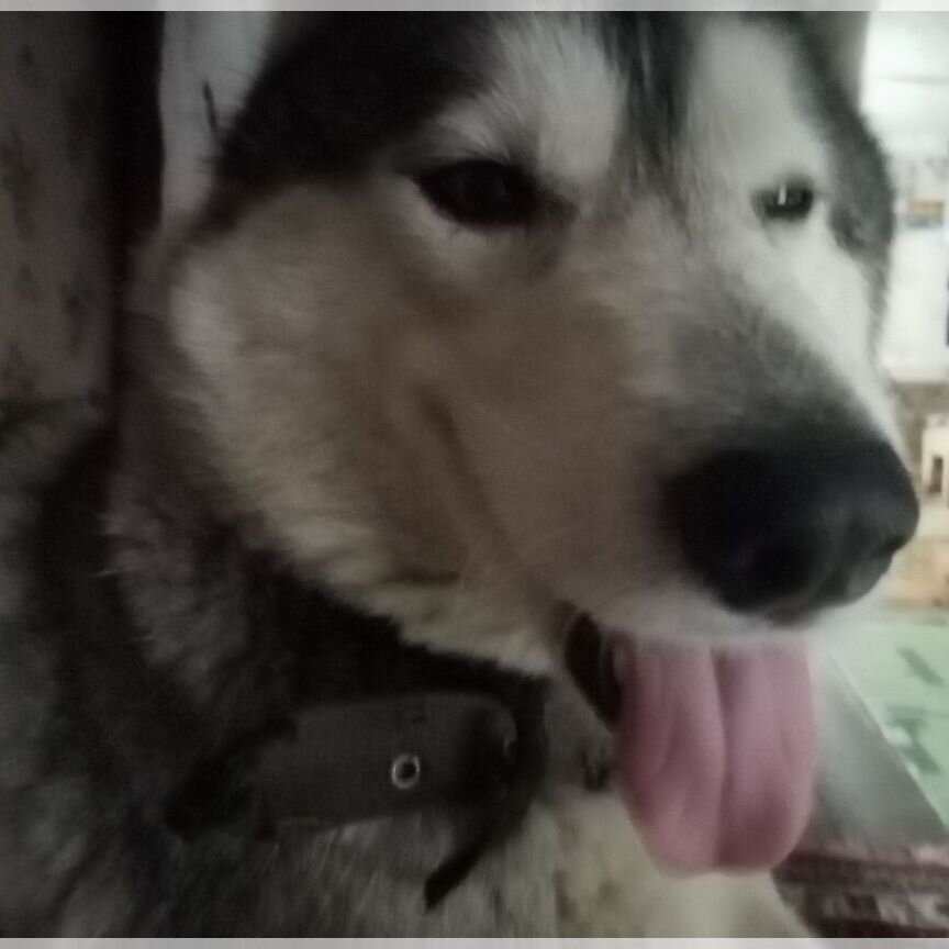 Лайка, взрослая собака