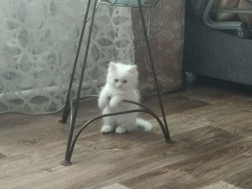 Котята в добрые руки бесплатно