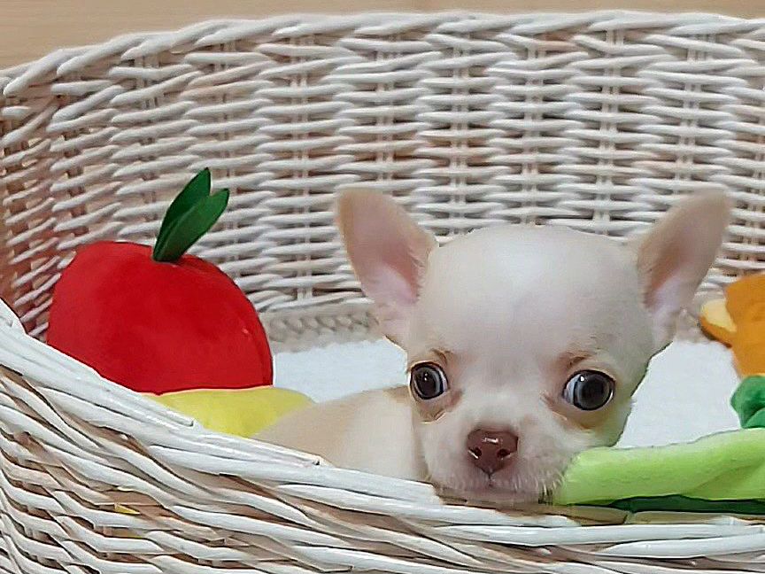 Малыш чихуахуа