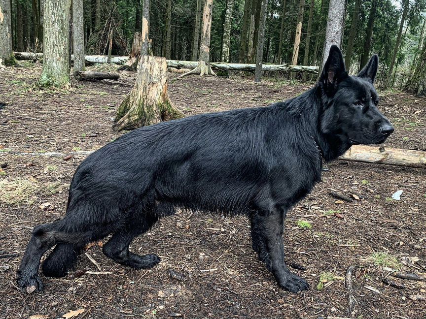 Кобель немецкой овчарки для вязки