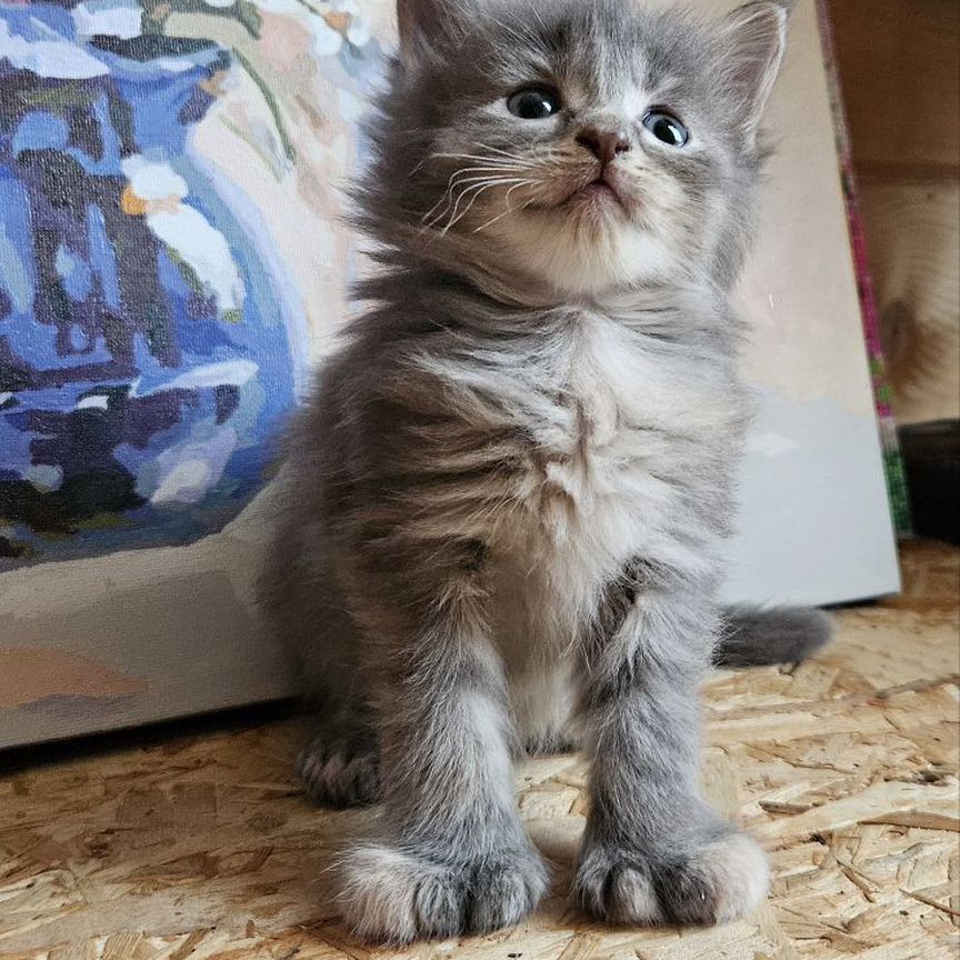 Котята мейн-кун