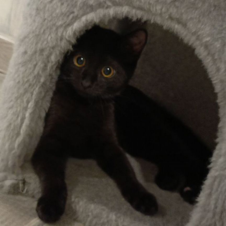Котенок в добрые руки