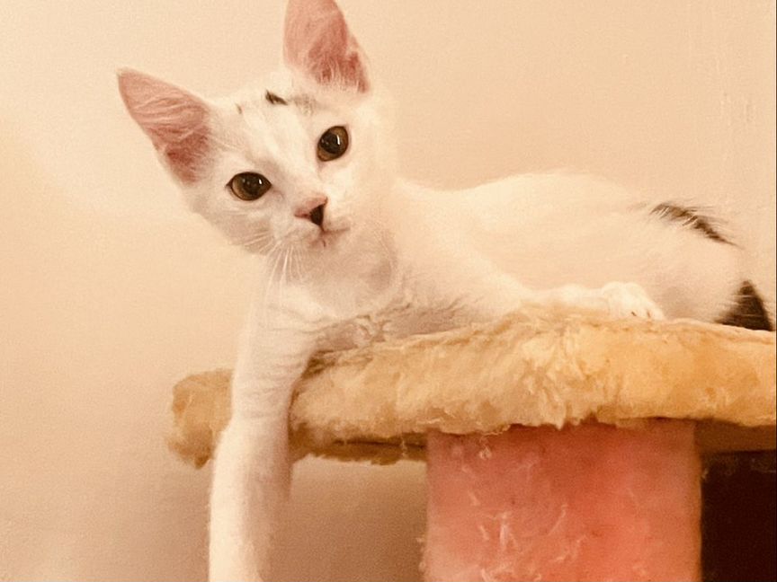 Котенок в добрые руки