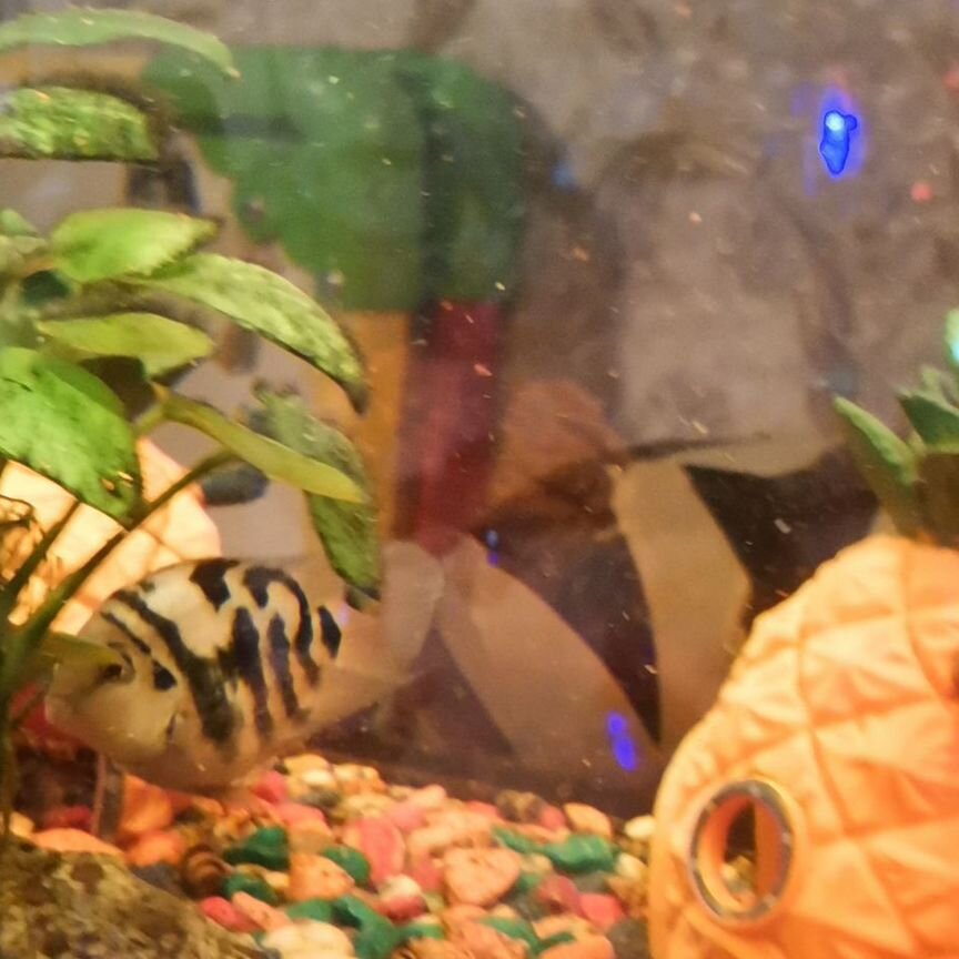 Аквариумные рыбки