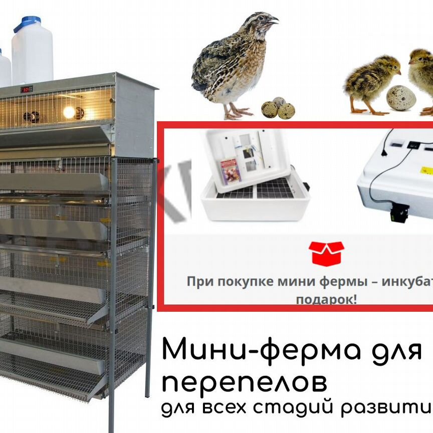 Мини-ферма на 300 перепелов фермерс, инкубатор в п