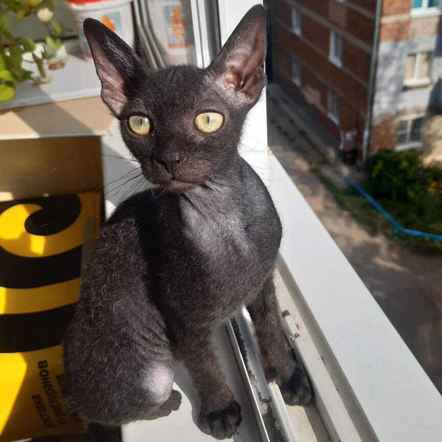 Котёнок
