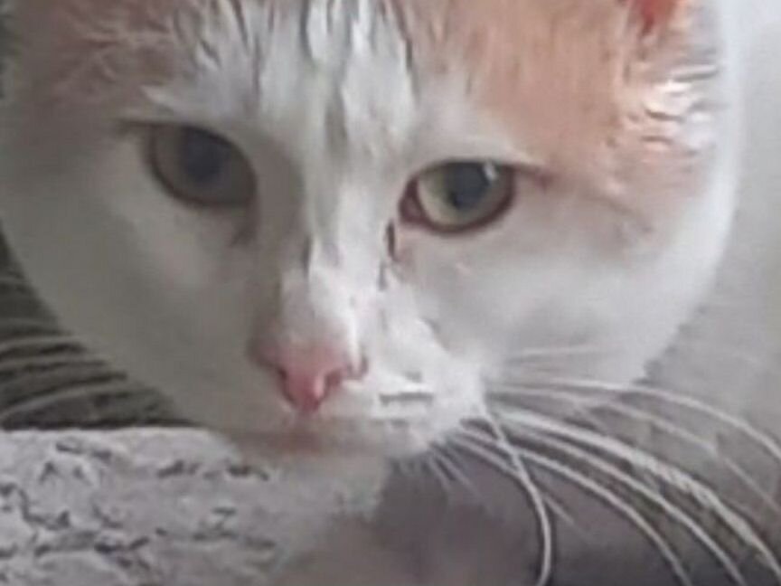 Кот