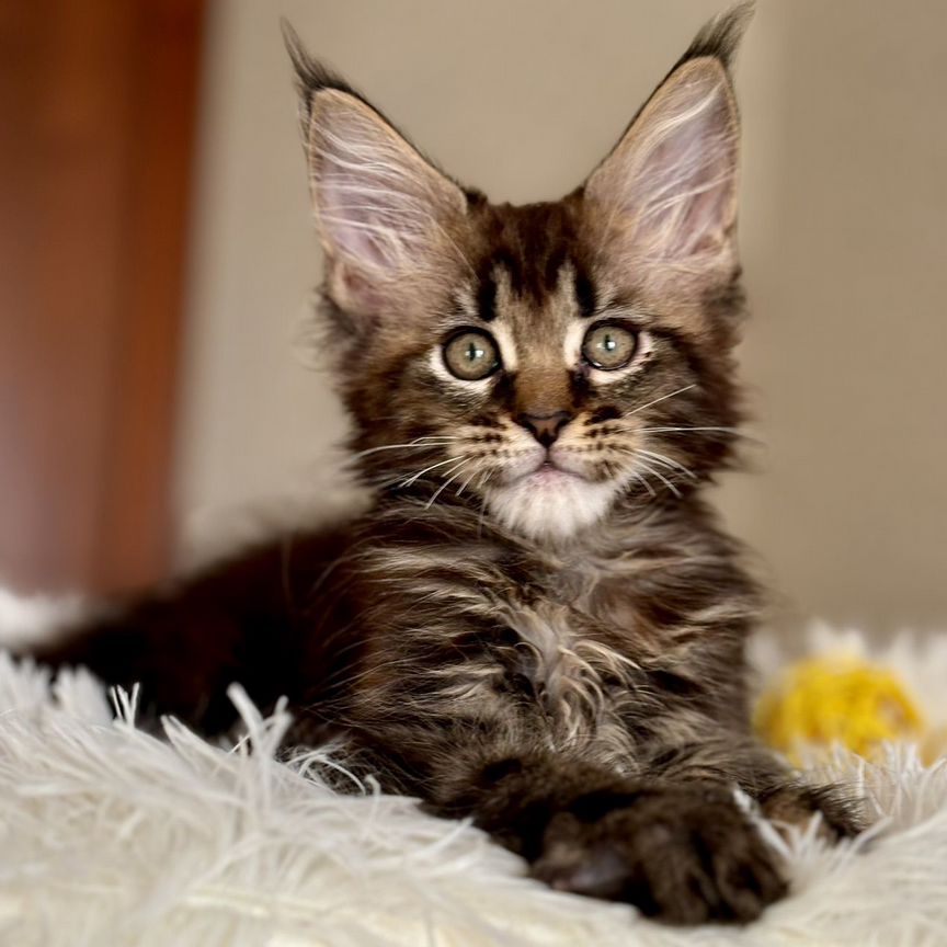 Котята мейн-кун