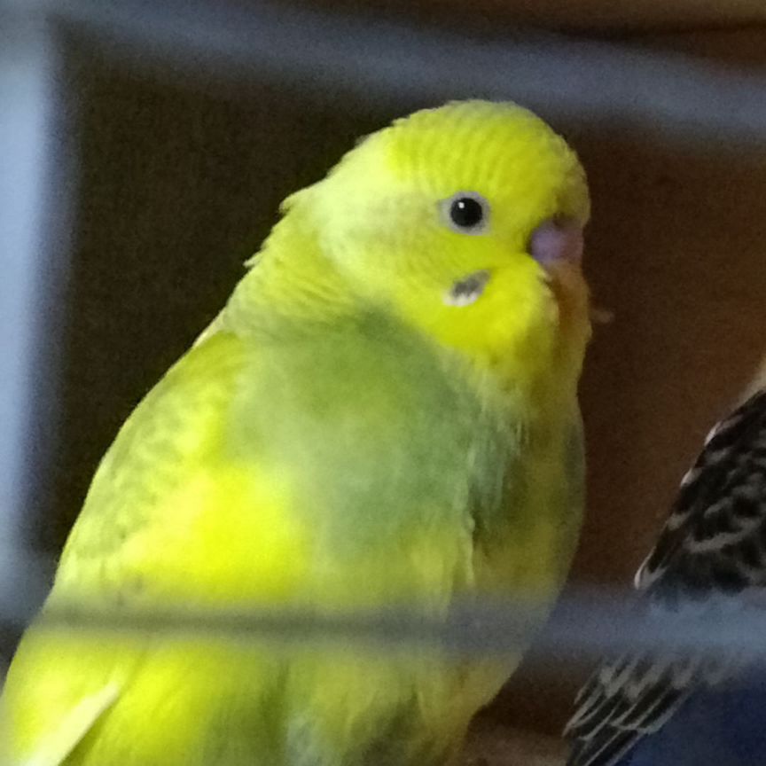 Волнистый попугай