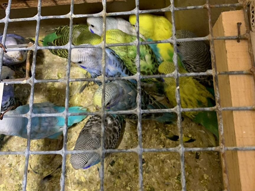 Волнистые попугаи