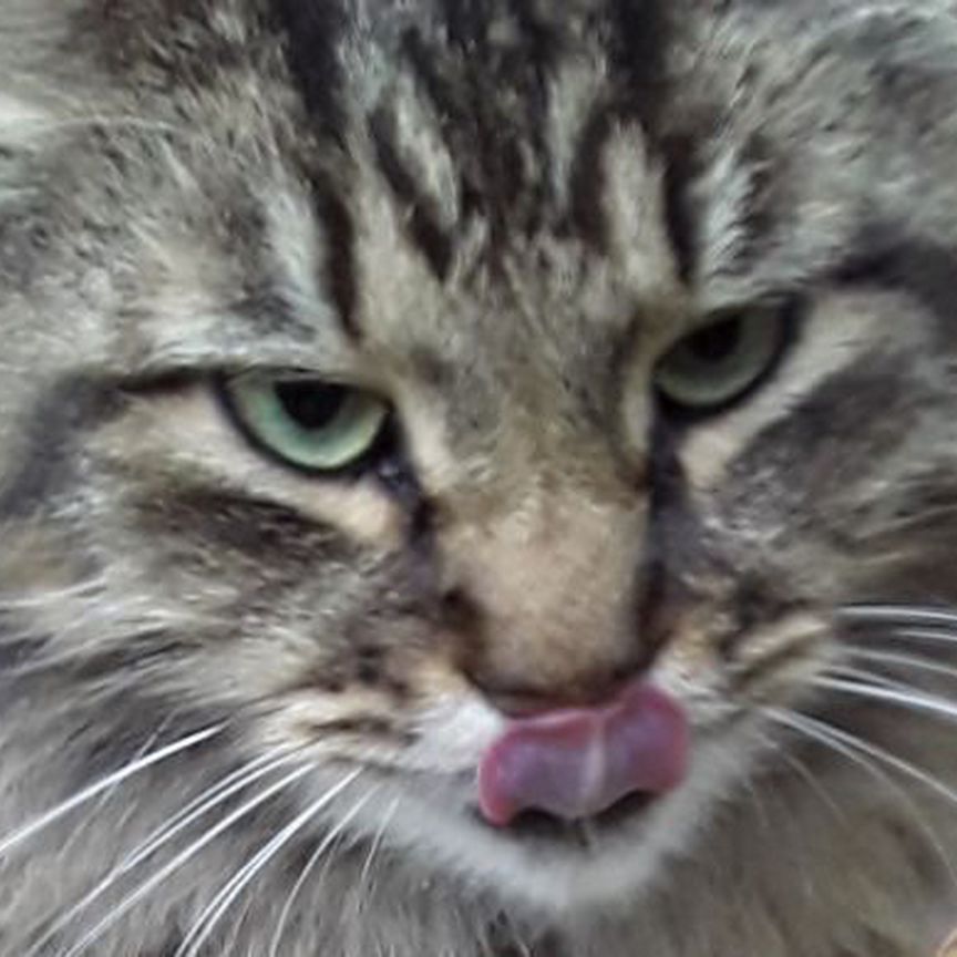 Котик 7 мес