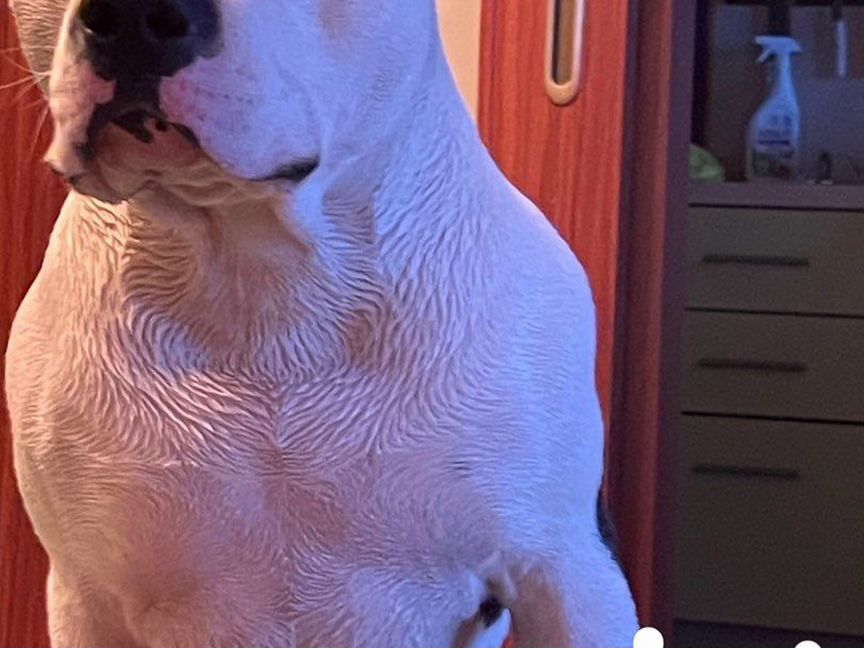 Амстаф.Вязка.Ищем невесту