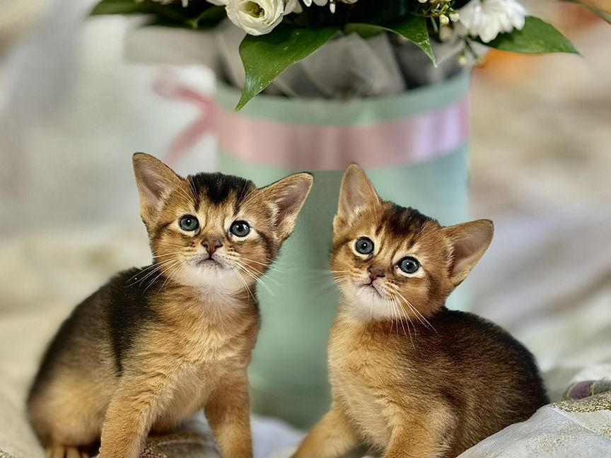 Абиссинская кошка