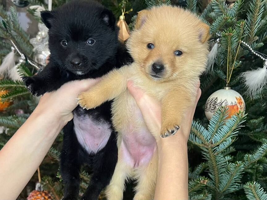 Щенки шипперке