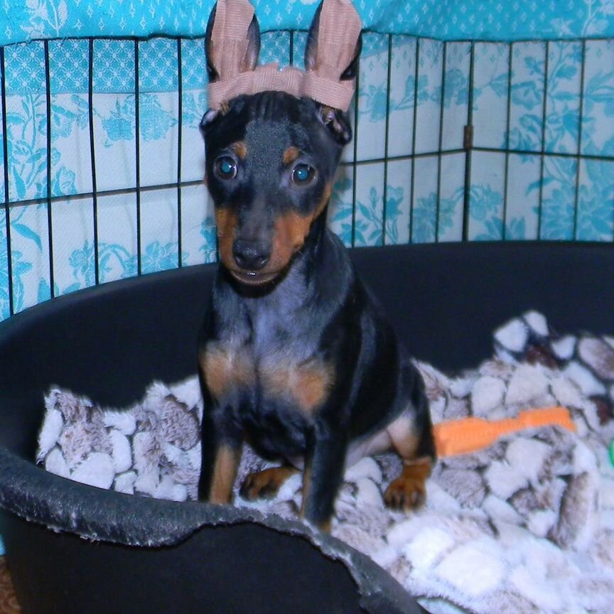 Цвергпинчер, щенок