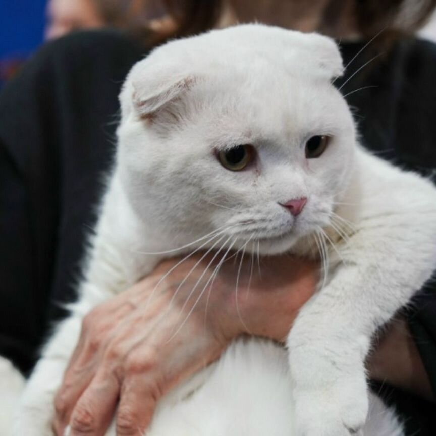 Взрослый кот в добрые руки