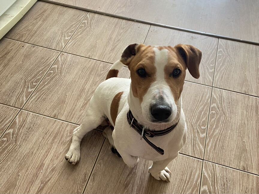 Вязка кобель Джек рассел