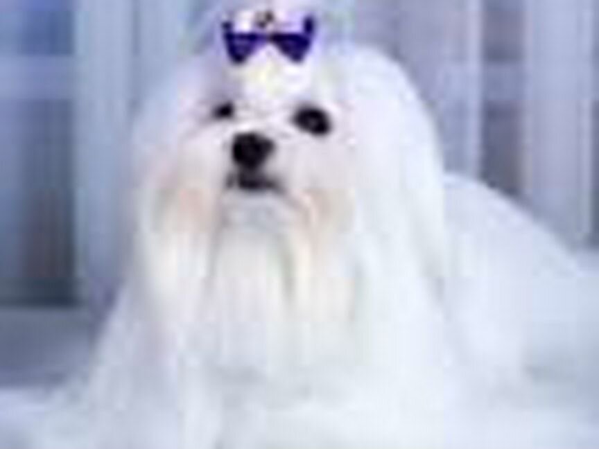 Пушистые малыши Мальтезе