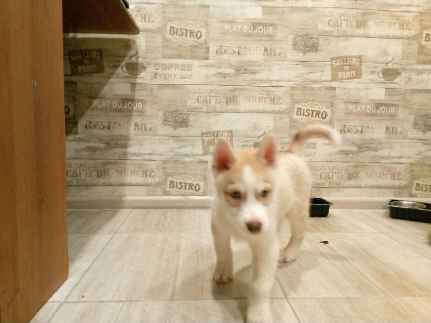 Щенки сибирской хаски