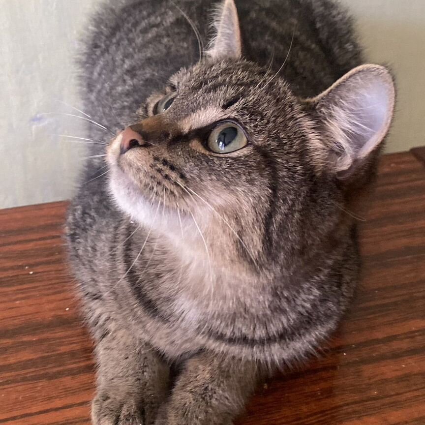 Бади котик подросток