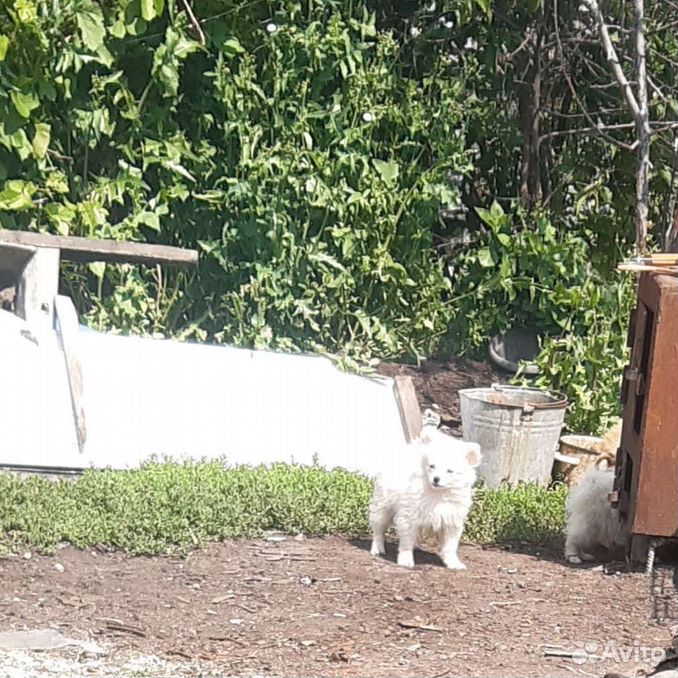 Разноцветные малыши