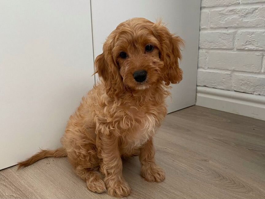 Кавалер кинг чарльз спаниель щенок девочка